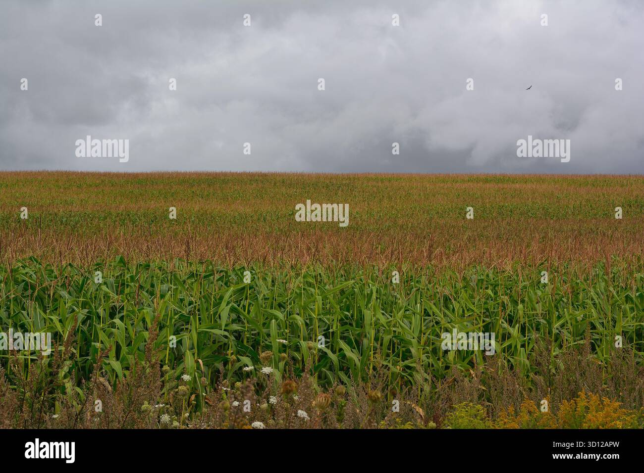 Vast corn field under hi-res stock photography and images - Alamy