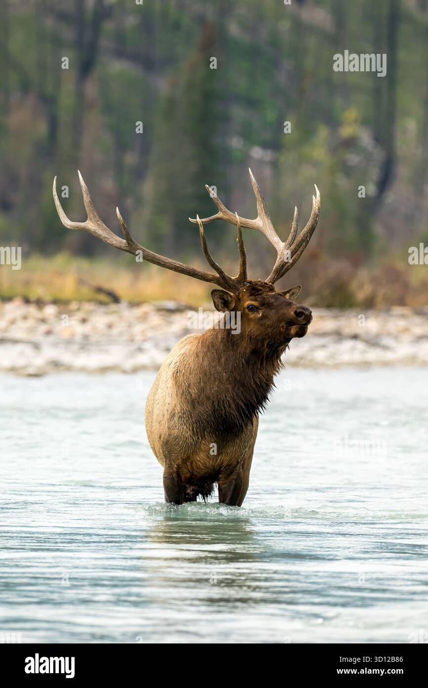 A large cervus canadensis male bull elk standing in the river during ...
