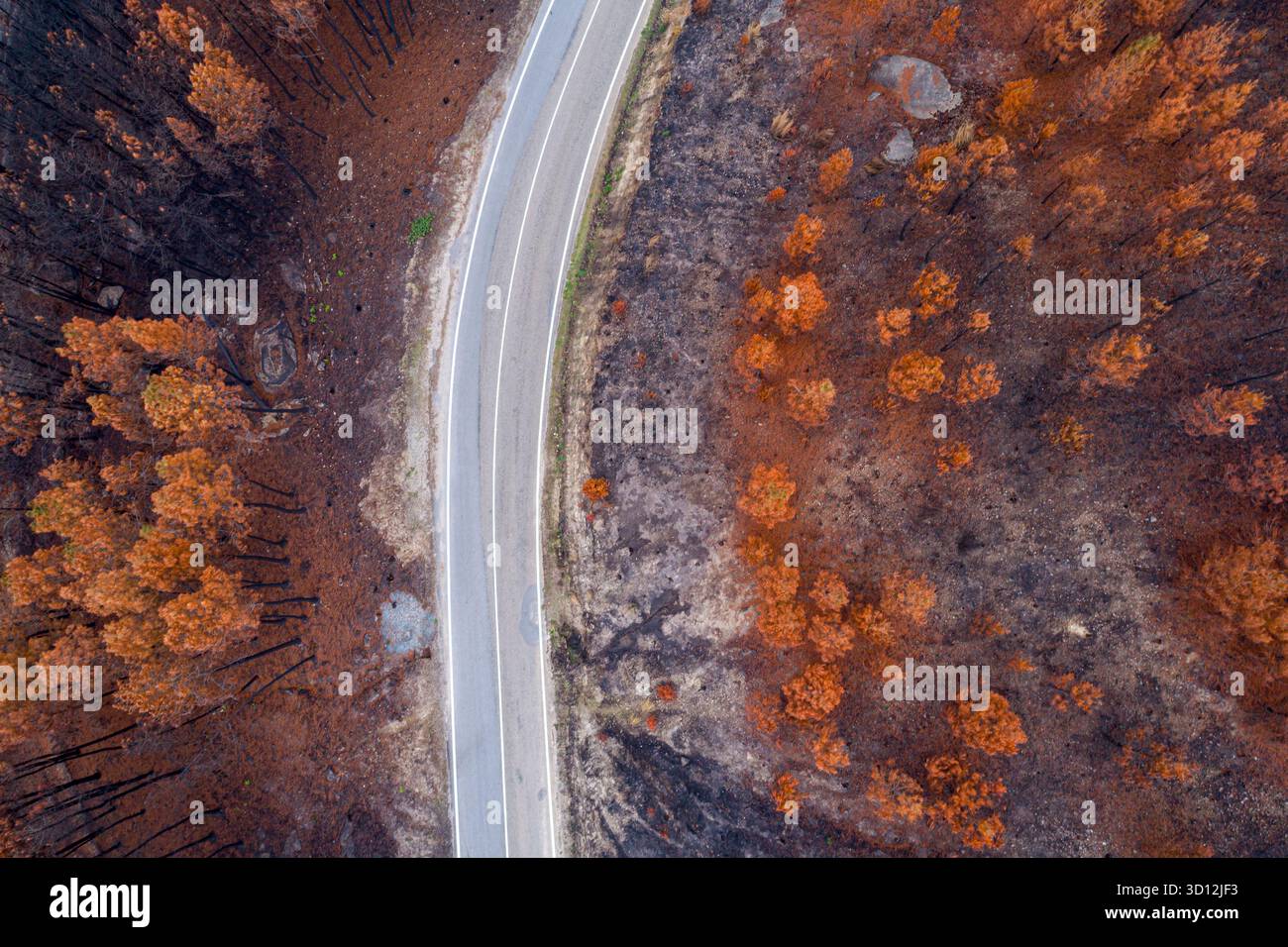 The beautiful but tragic colors of autumn in a fire damaged woodland A ...