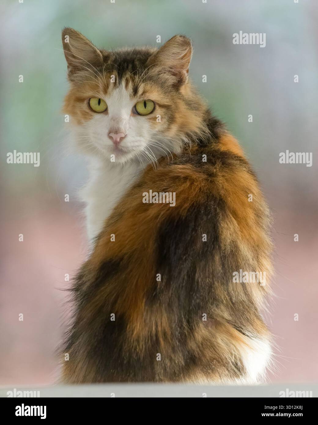 A suspicious stray or feral Calico cat warming on car's hood. Fremont ...