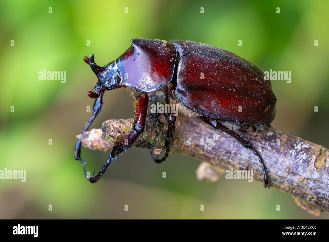 Siamese rhinoceros beetle - Xylotrupes socrates, beautiful large iconic ...