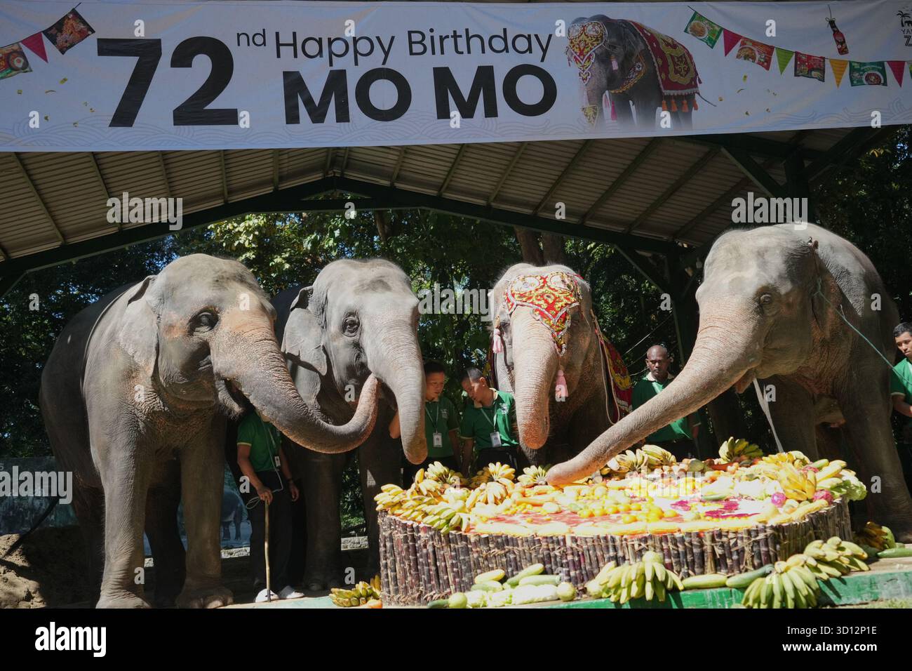 Female elephant Mo Mo, second right, eats a cake made of fruits ...