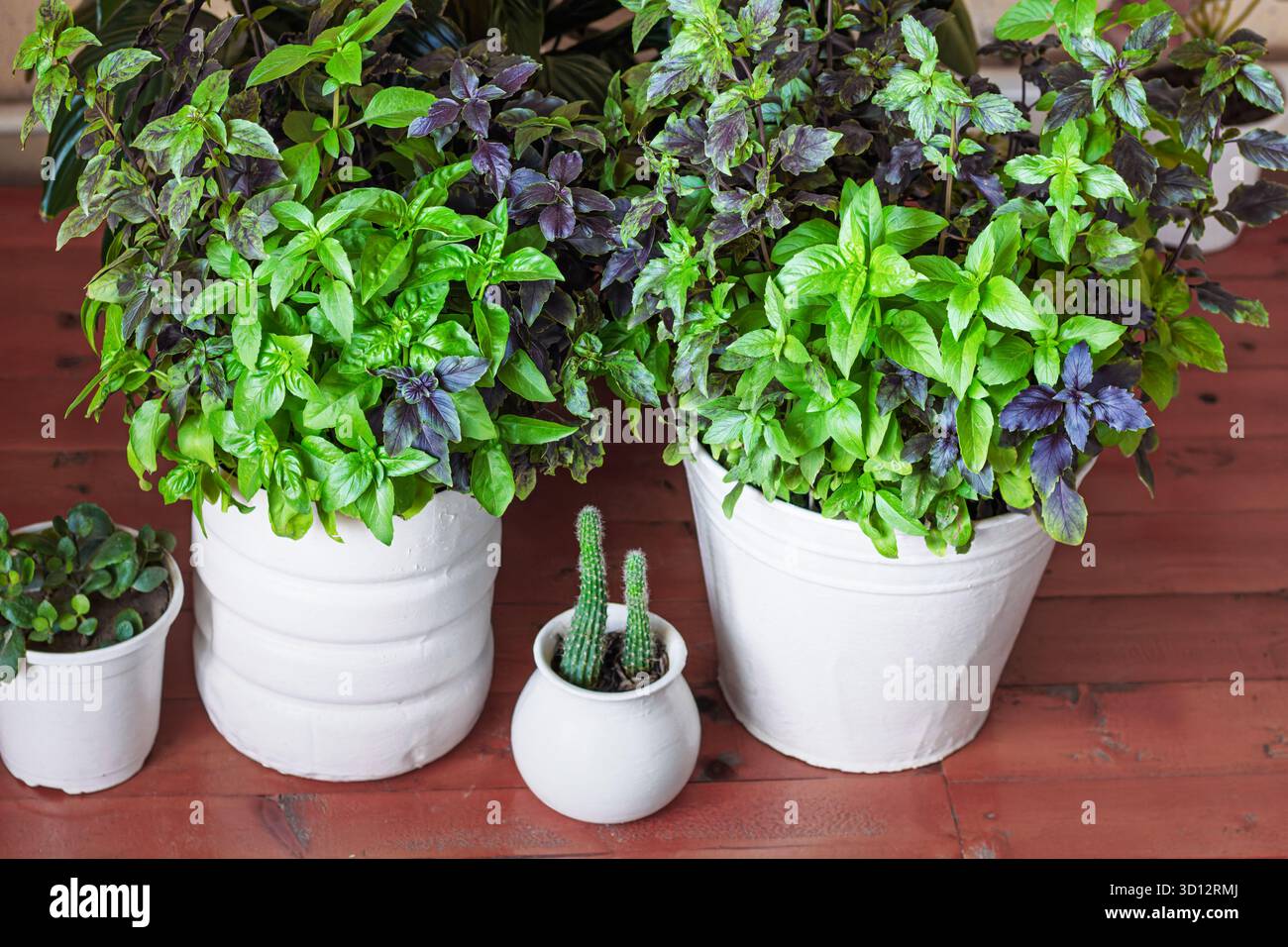 Basil grows in a large white pot as an ornamental plant, basil is ...