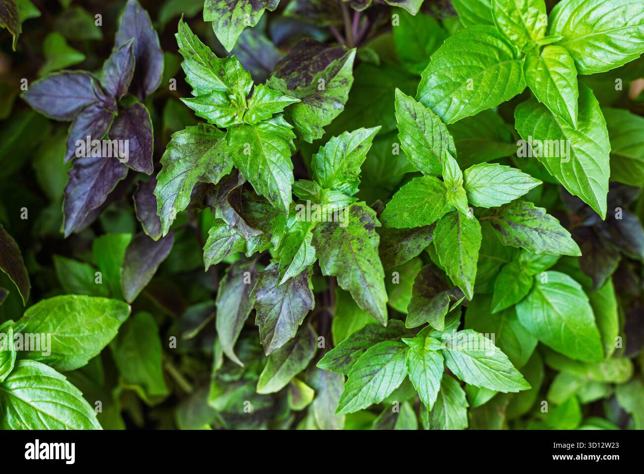 Green and purple basil grows in place, basil is widely used in cooking ...