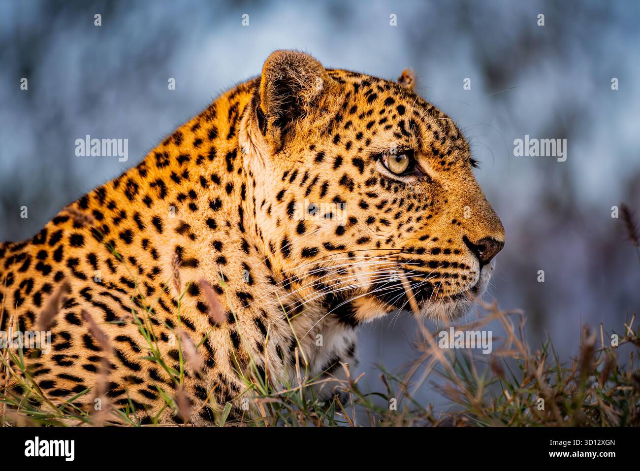 Profile of a Leopard in the Wild, Kruger National Park Stock Photo - Alamy