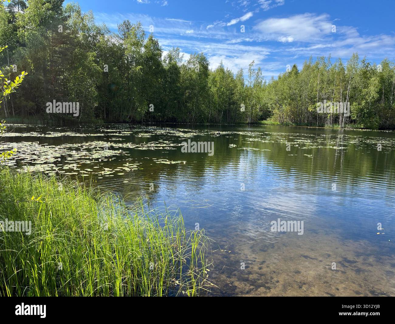 Pond in finnish forest hi-res stock photography and images - Alamy