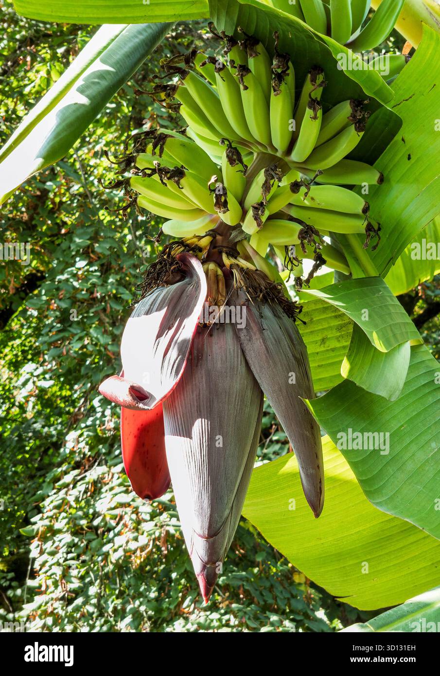 Bananenblüte Musa auf der Insel Mainau, Bodensee, Baden-Württemberg ...