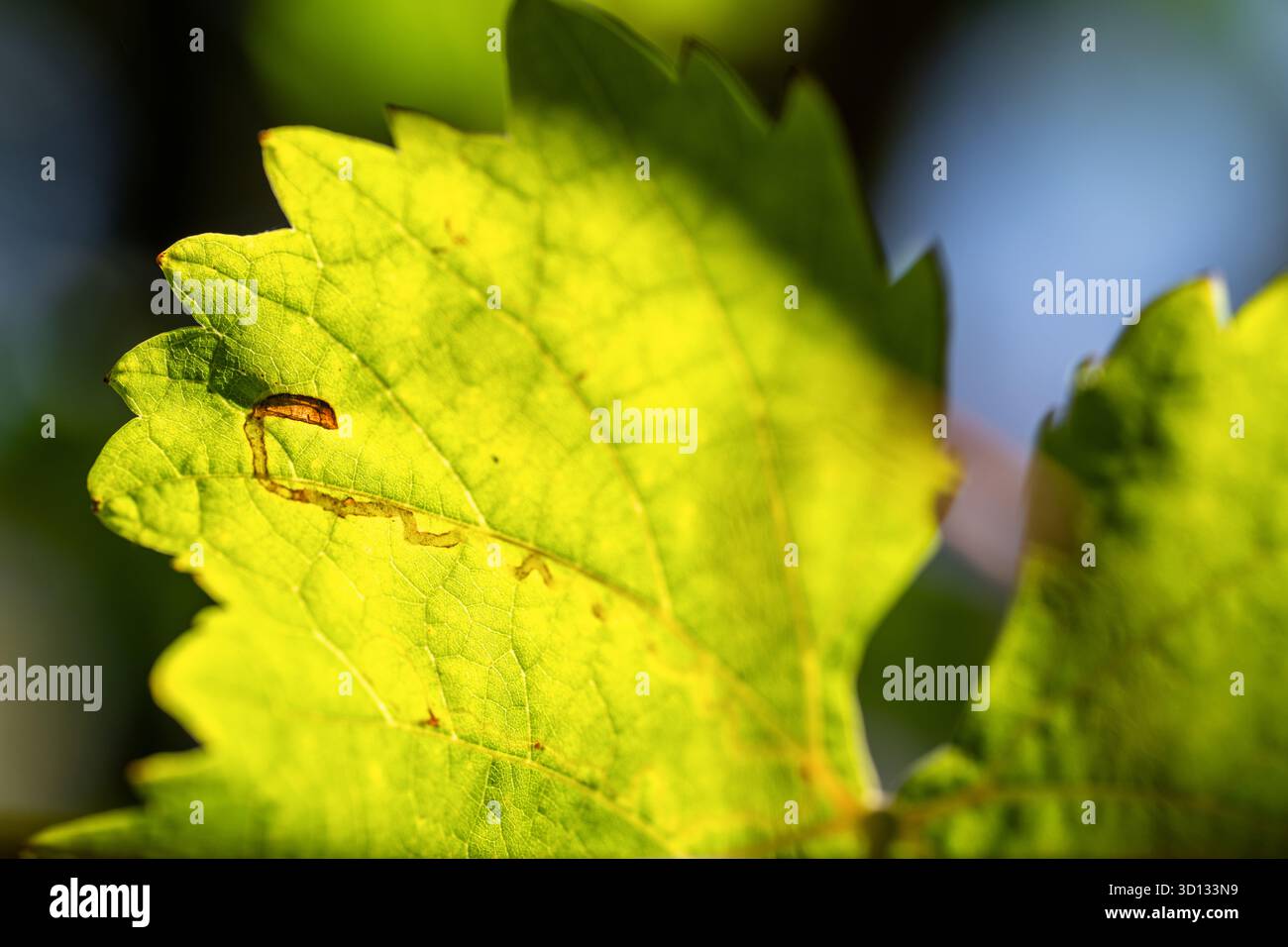 Sunlight illuminates a vibrant grape leaf, showcasing its intricate ...