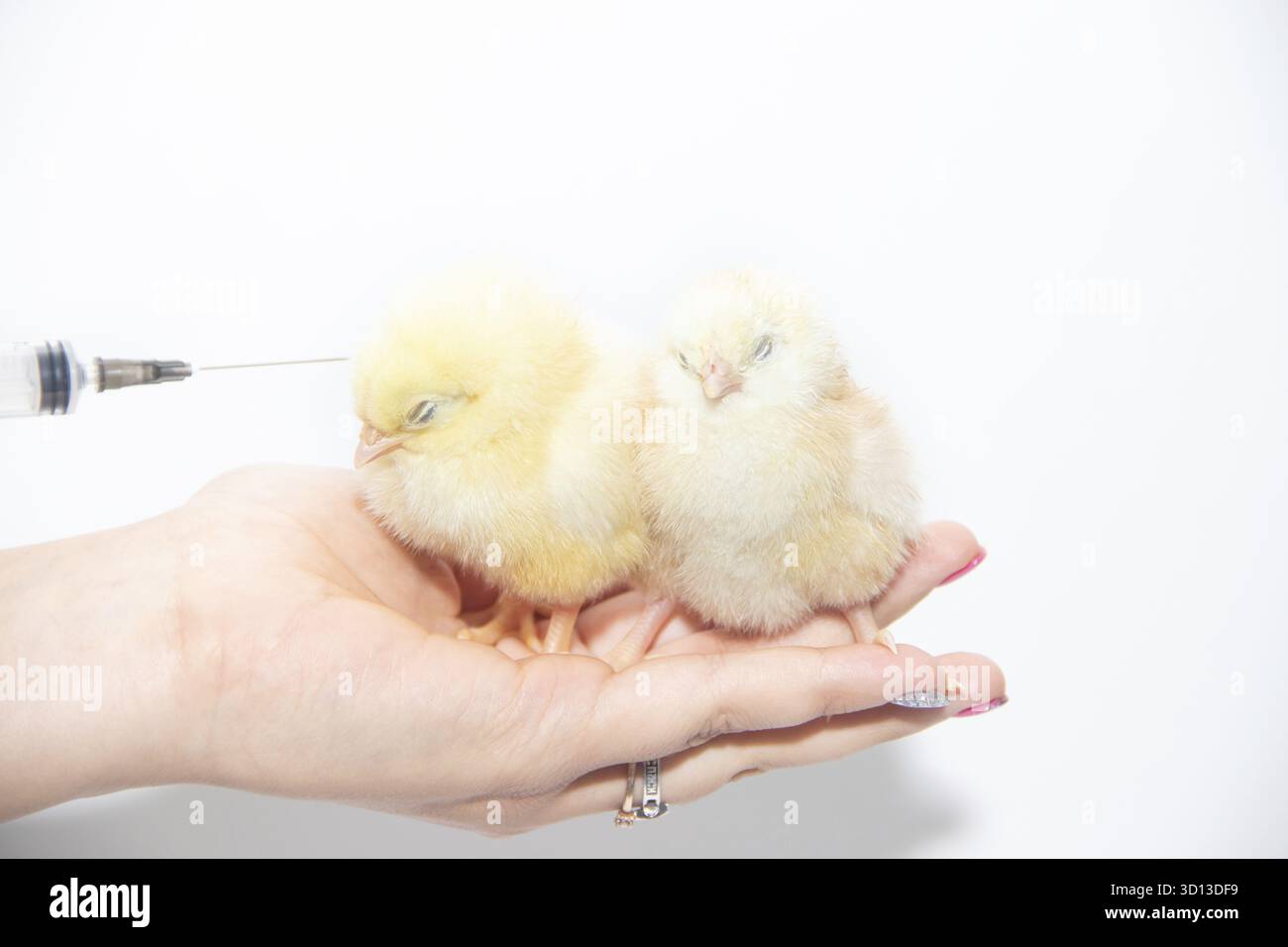 Chicken and syringe. Vaccination of chickens . Chicken on a white ...