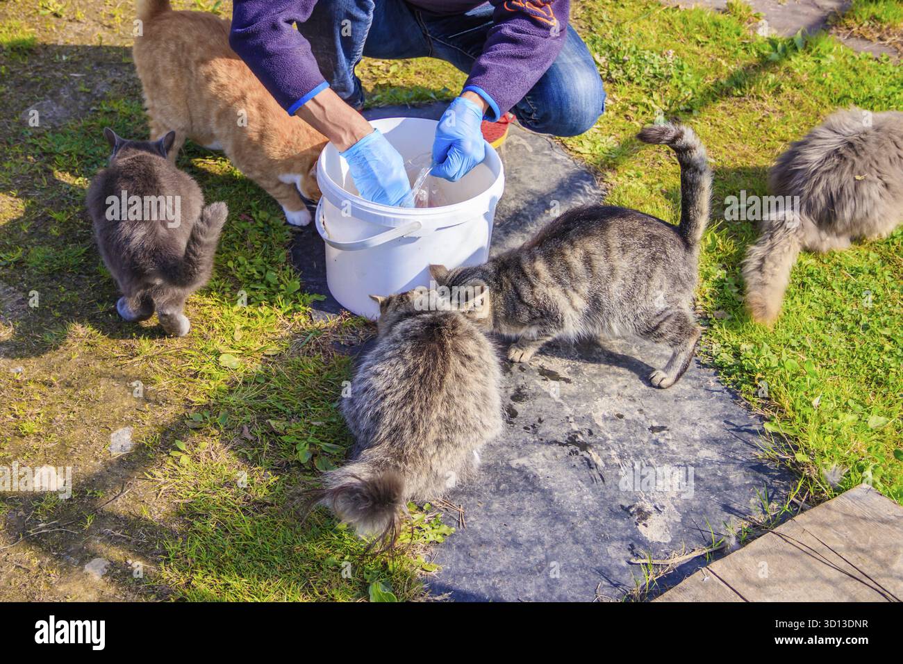 Feeding domestic cats. A lot of cats. Clean, well-groomed cats eat on ...