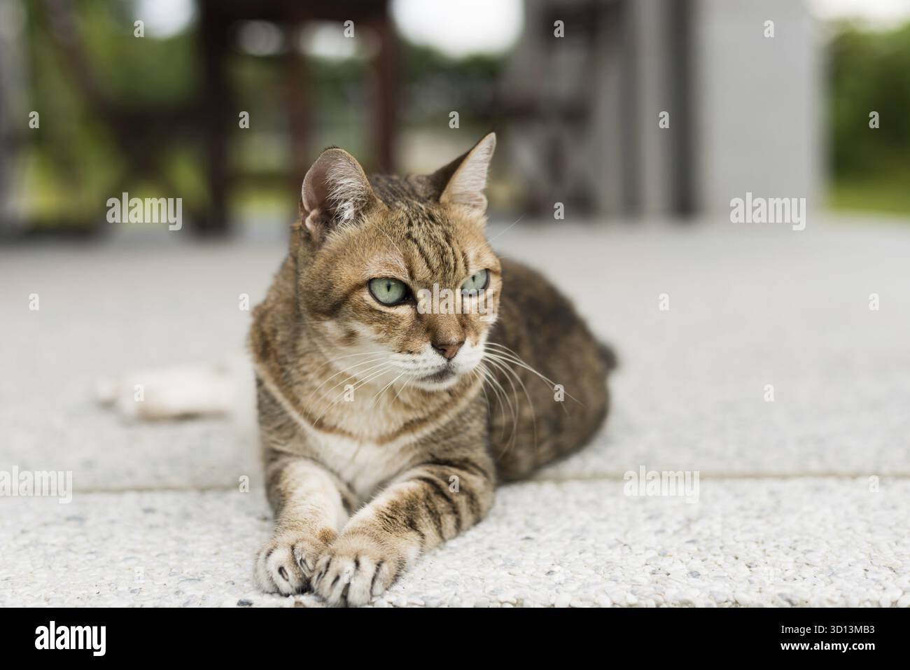 Tabby old fat cat, closeup portrait Stock Photo - Alamy
