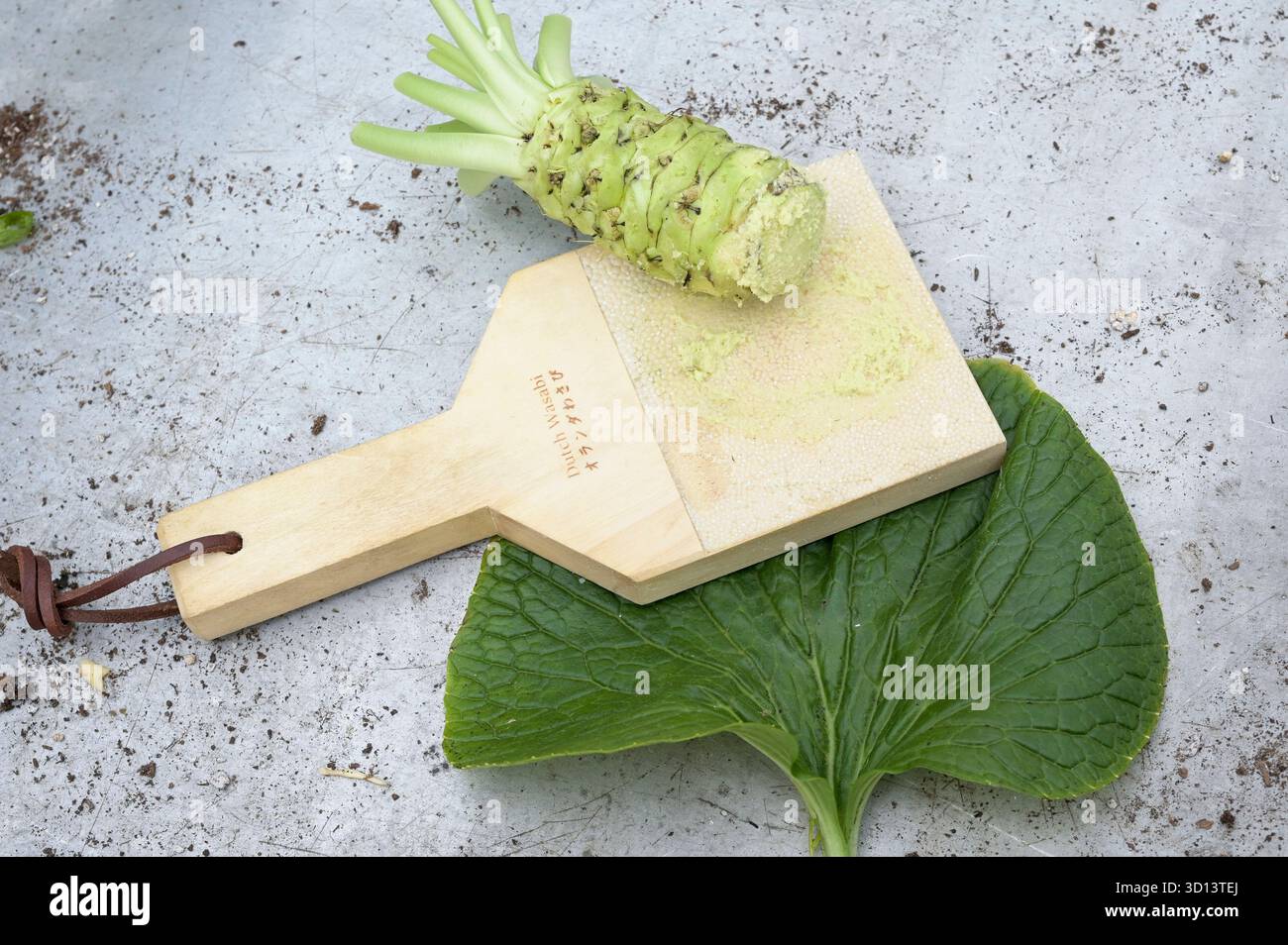 NETHERLANDS, Holland, De Lier, company Dutch Wasabi, indoor farming of ...