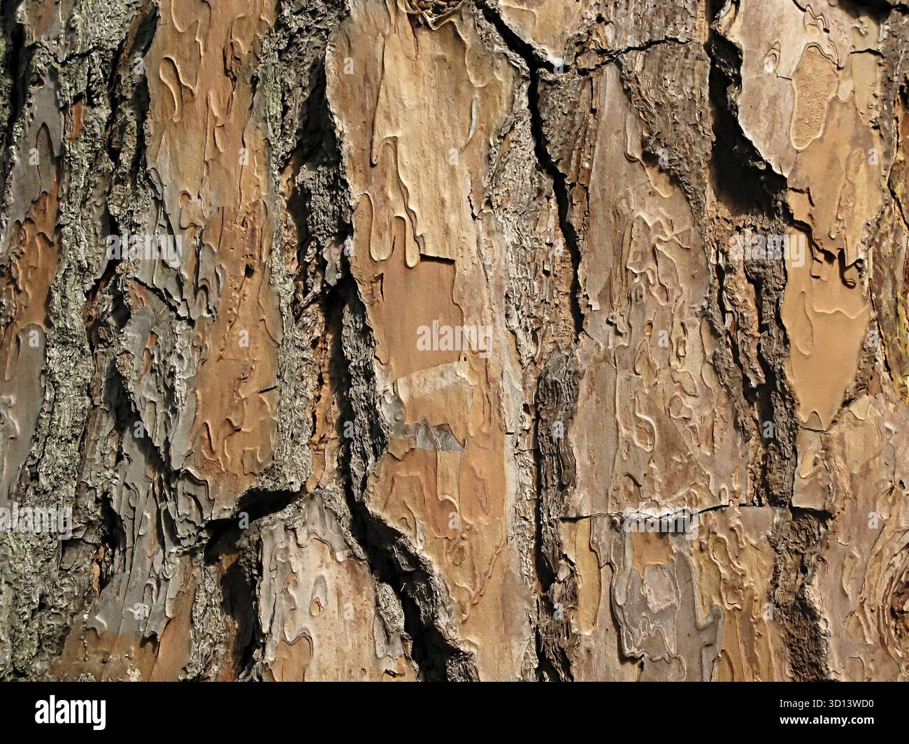 The textured surface of the multi-year bark of deciduous tree in the ...