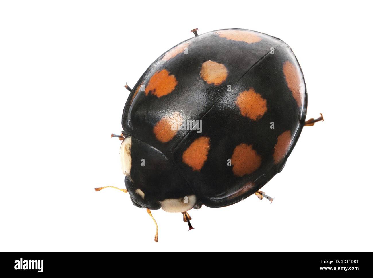 Black with red spots ladybug isolated on white background Stock Photo ...