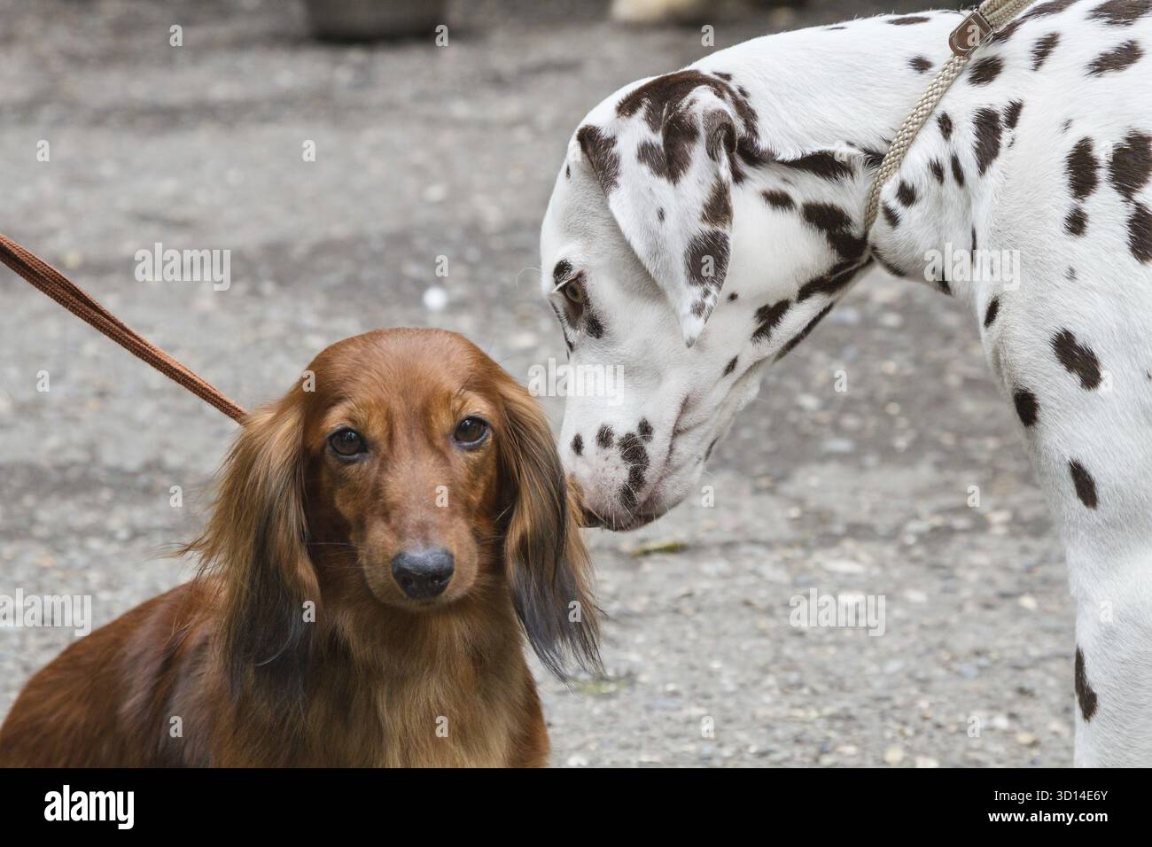 Dachshund for a walk hi-res stock photography and images - Alamy