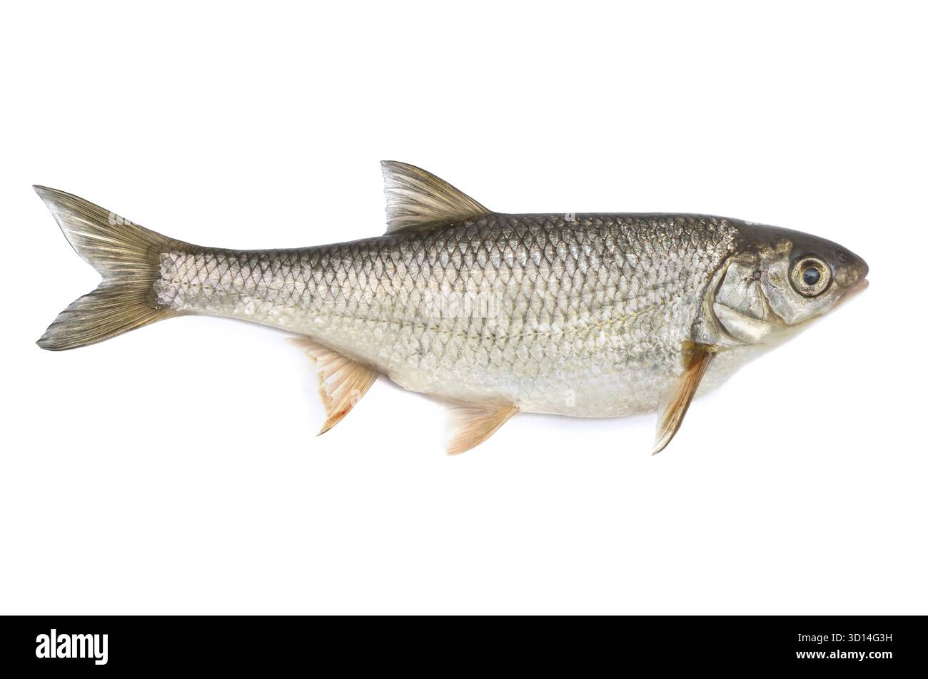 Finland fish Cut Out Stock Images & Pictures - Alamy