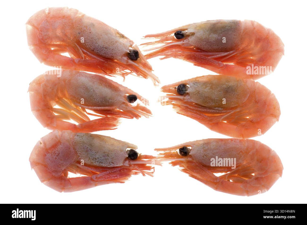 Close up shrimp in Cut Out Stock Images & Pictures - Alamy