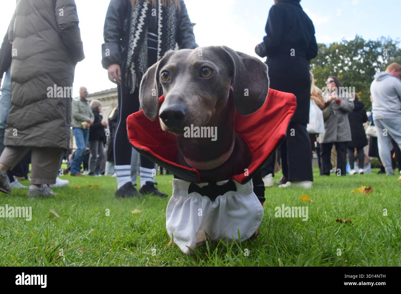 October 26, 2025, London, England, United Kingdom: A dachshund wears a costume during the annual ...
