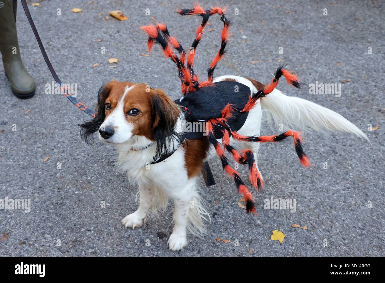 Halloween 2025 spider hi-res stock photography and images - Alamy