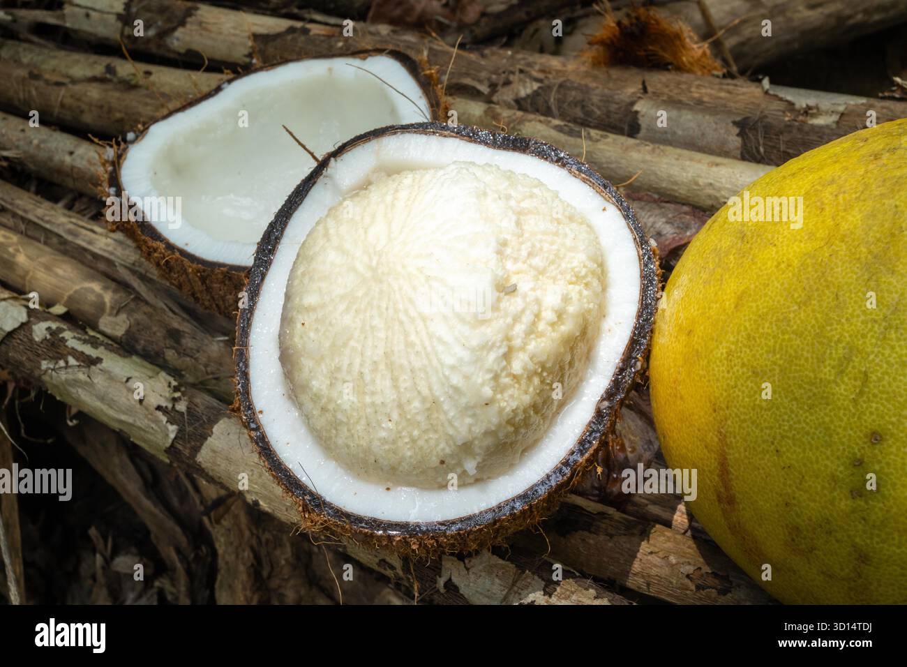 A freshly opened coconut with a sprouted embryo next to a ripe ...