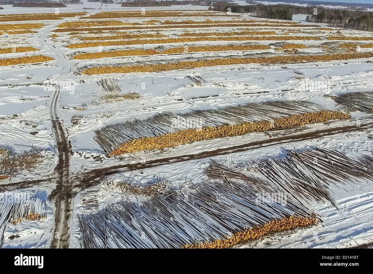 The felled trees lie under the open sky. Deforestation in Russia ...