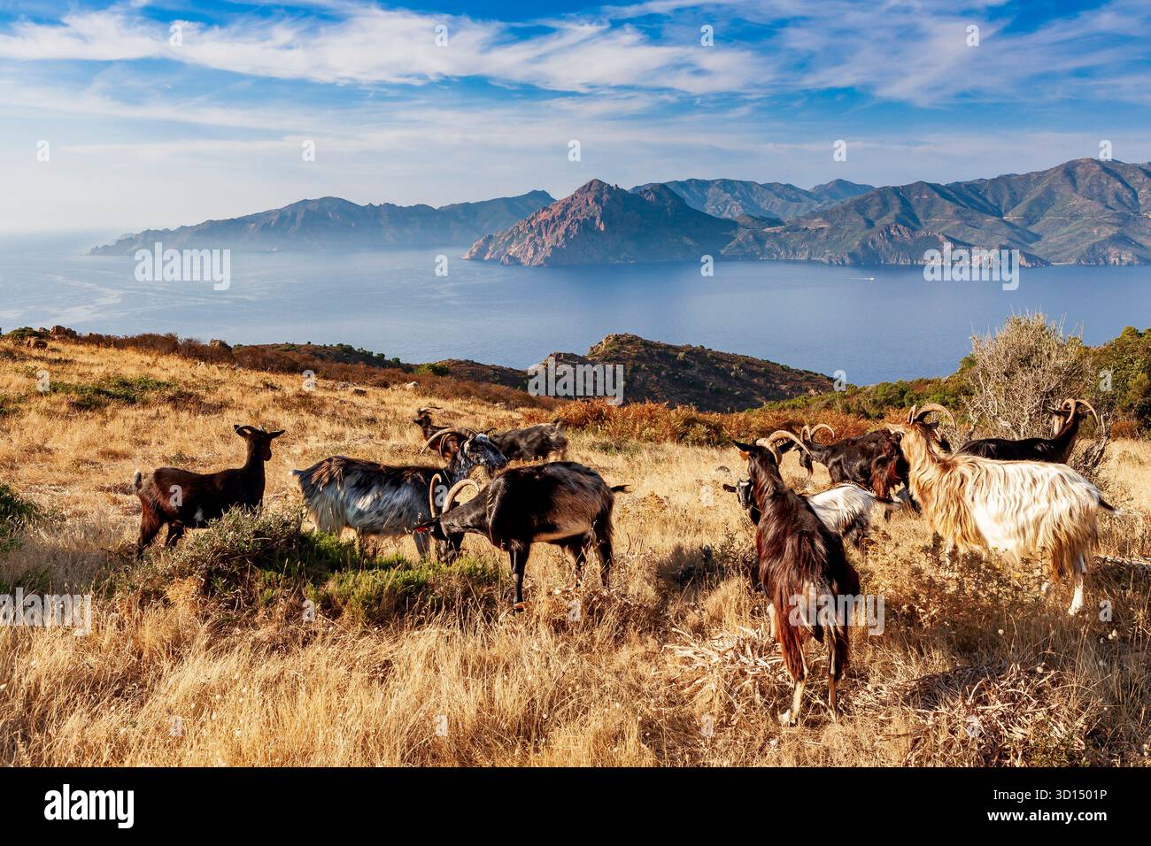 Herd of goats in front of the Gulf of Porto. The Corsican goat (known ...