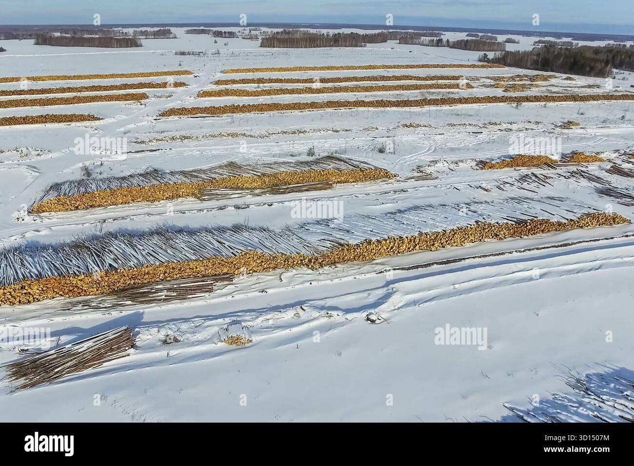 The felled trees lie under the open sky. Deforestation in Russia ...