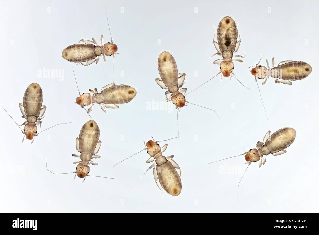 Liposcelis, several wingless insects in various positions on a gray ...