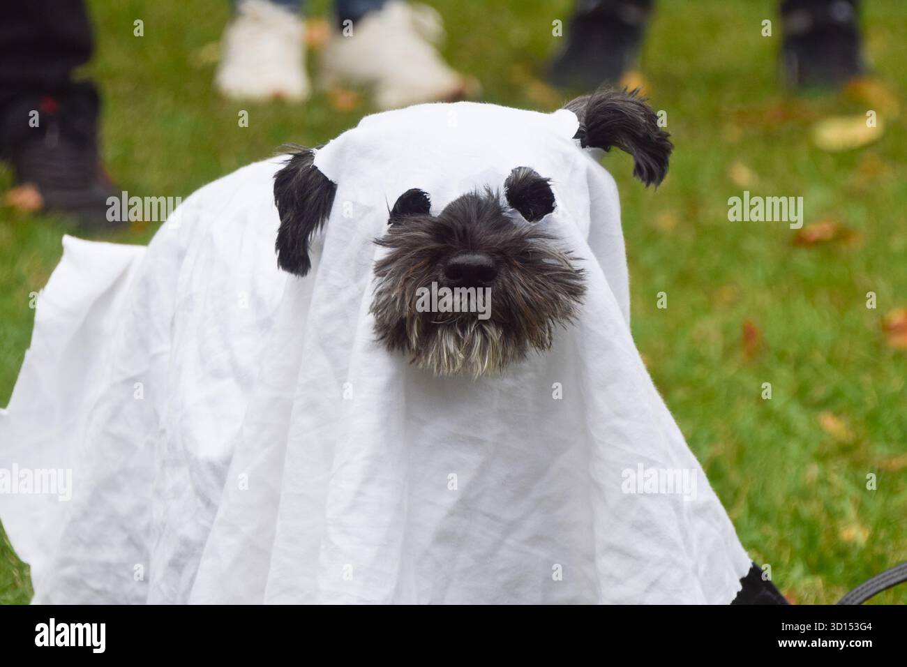 October 26, 2025, London, England, United Kingdom: A dachshund wears a ghost costume during the ...