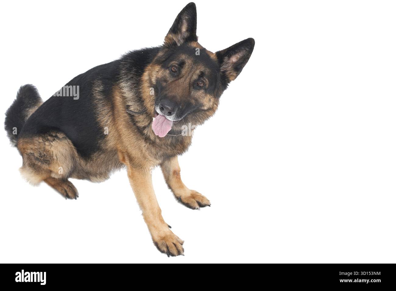 Portrait of german shepherd Cut Out Stock Images & Pictures - Alamy