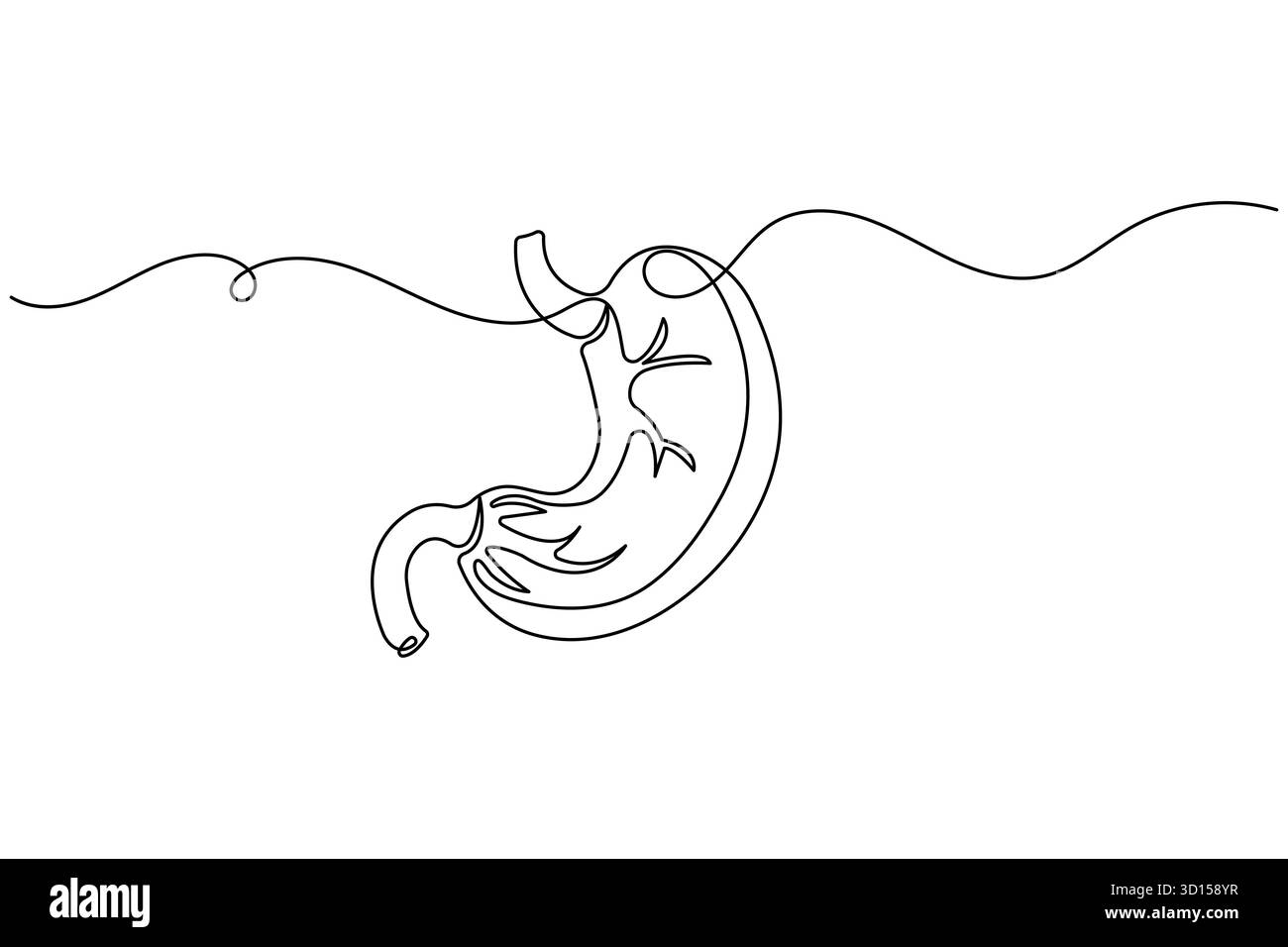 One line drawing of human stomach minimalist continuous outline vector ...