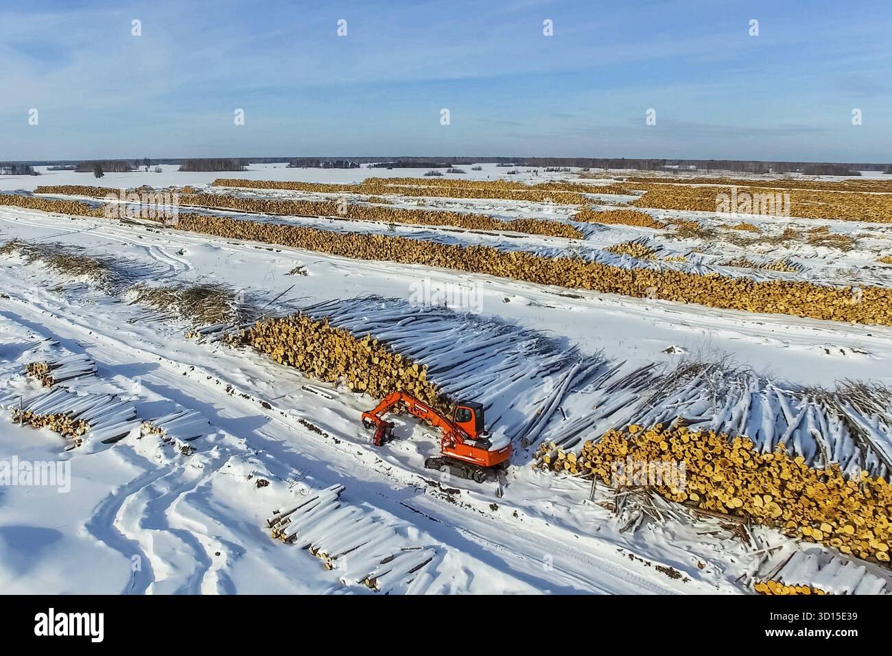 The felled trees lie under the open sky. Deforestation in Russia ...