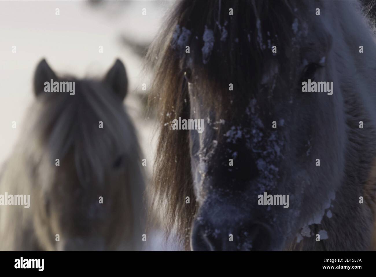 Yakut horses in the winter in the snow. The breed of Yakut horses Stock ...