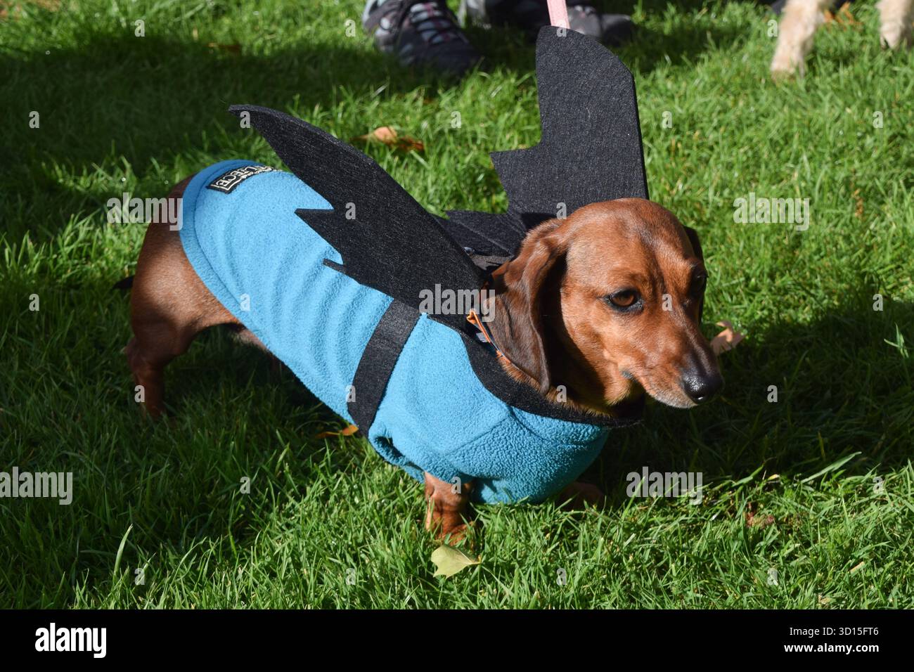 London, UK. 26th October 2025. A dachshund wears a costume during the annual Hyde Park Sausage ...