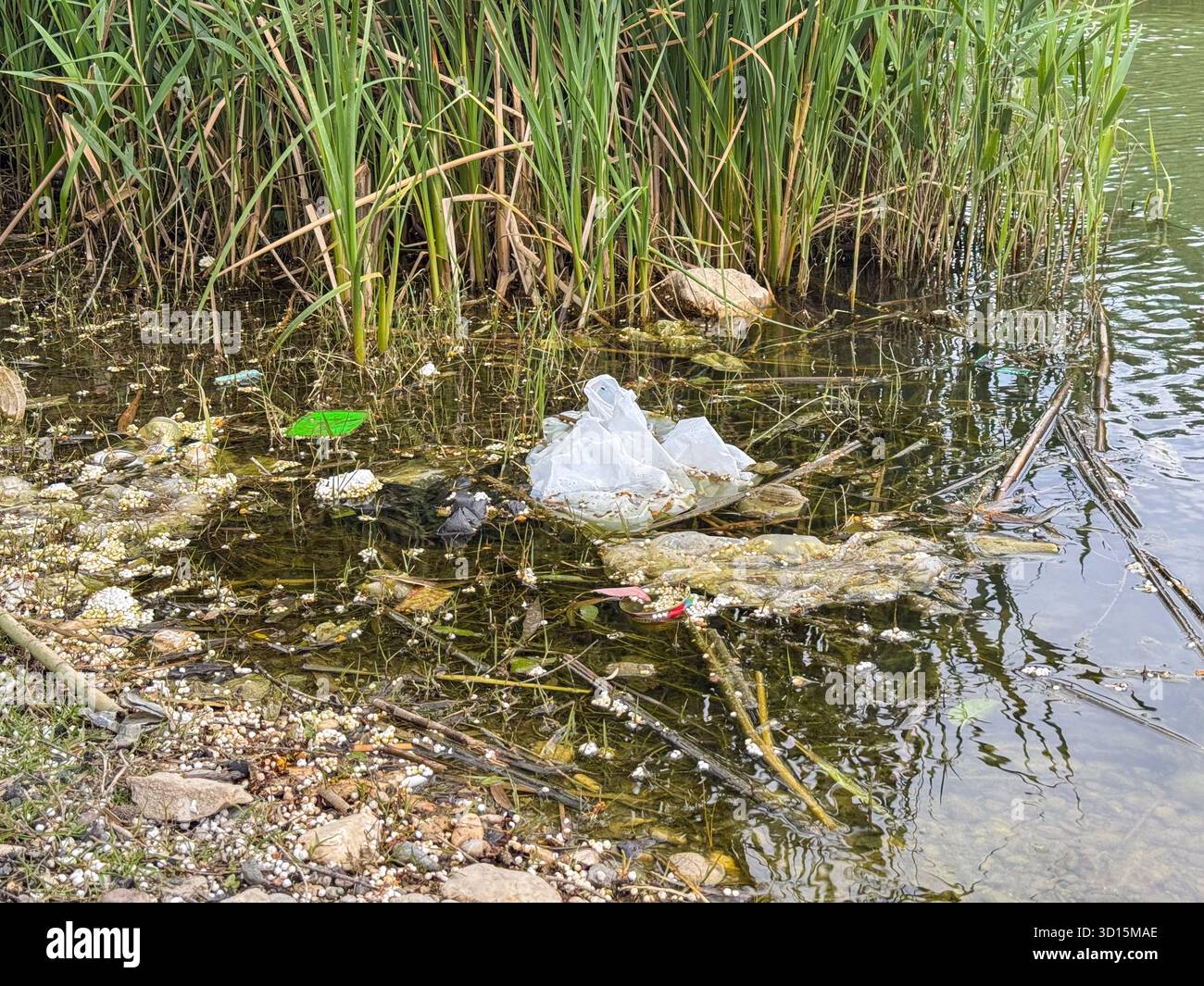 Plastic waste in a polluted water body surrounded by tall green grass ...