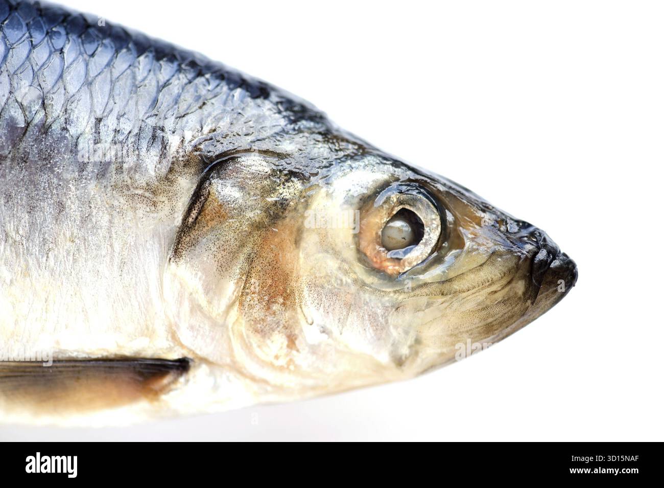 Object on white - fish herring close up Stock Photo - Alamy