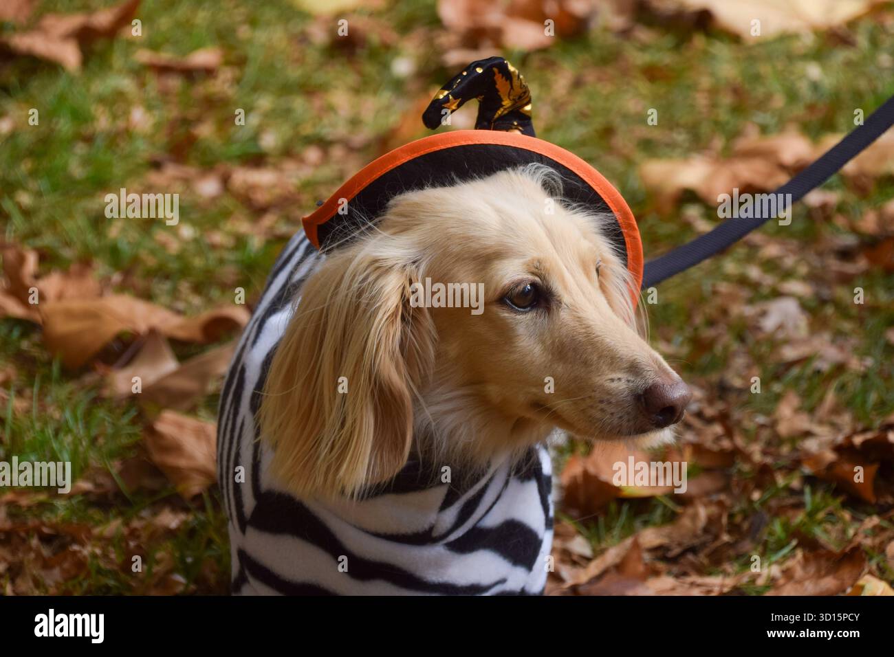 London, UK. 26th October 2025. A dachshund wears a costume during the annual Hyde Park Sausage ...