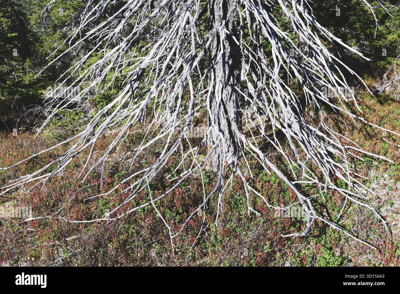 A dead fir tree of the Totenåsen Hills Coniferous Forest Reserve Stock ...