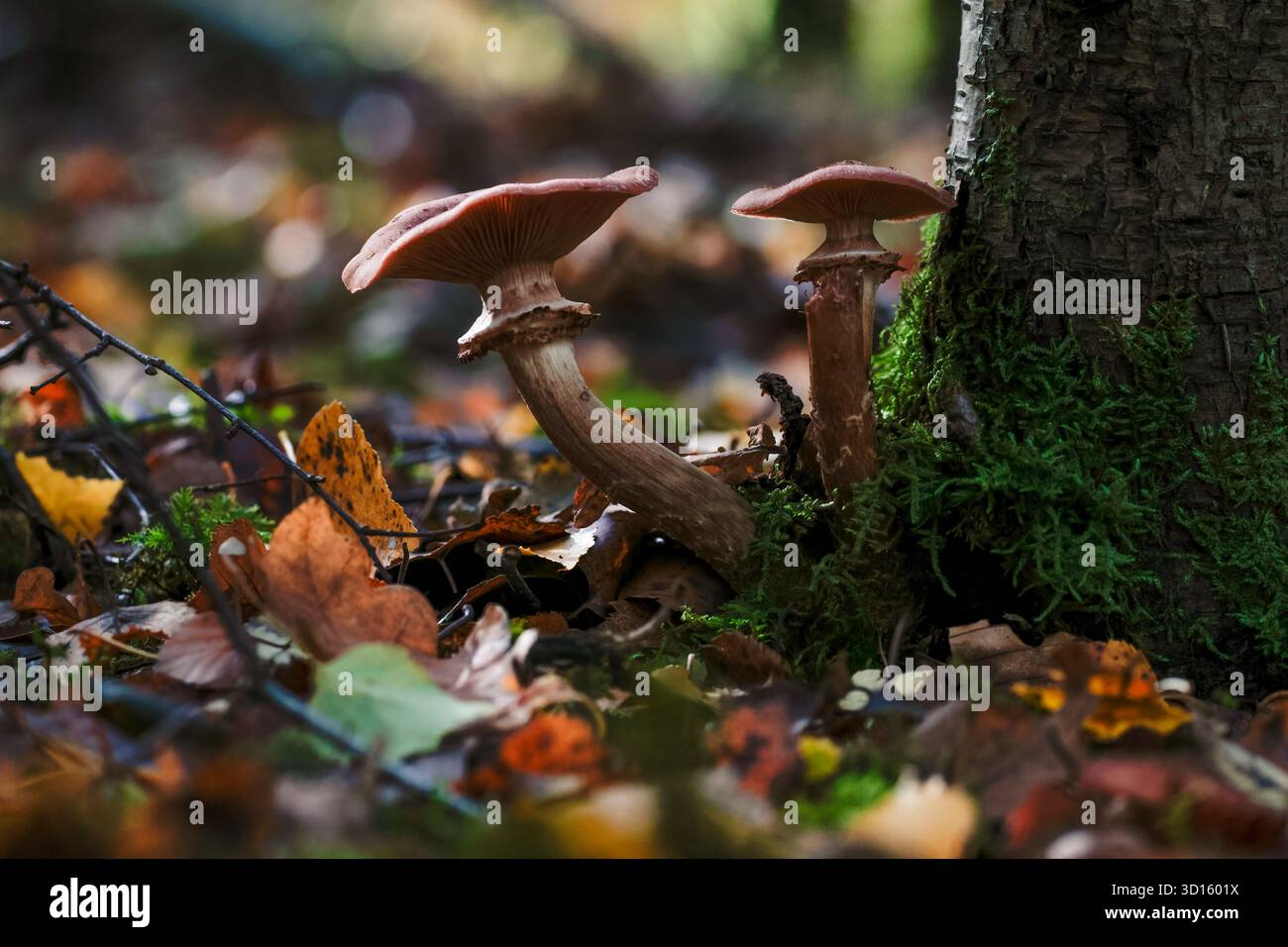 Tall stout curving stalks hi-res stock photography and images - Alamy