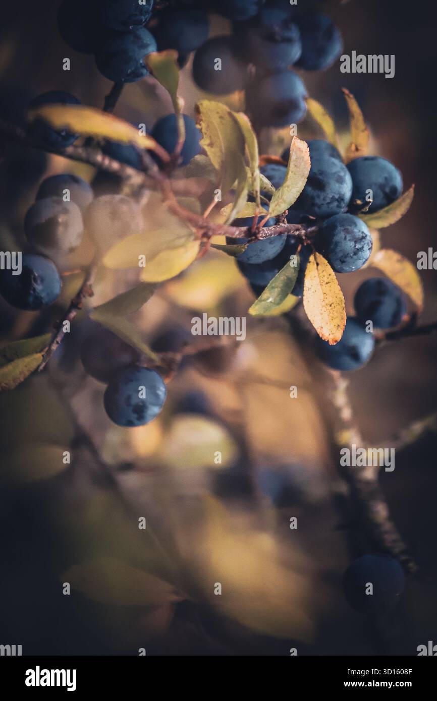 Clusters of Sloe berries ((Prunus Spinosa) fruit of the blackthorn ...
