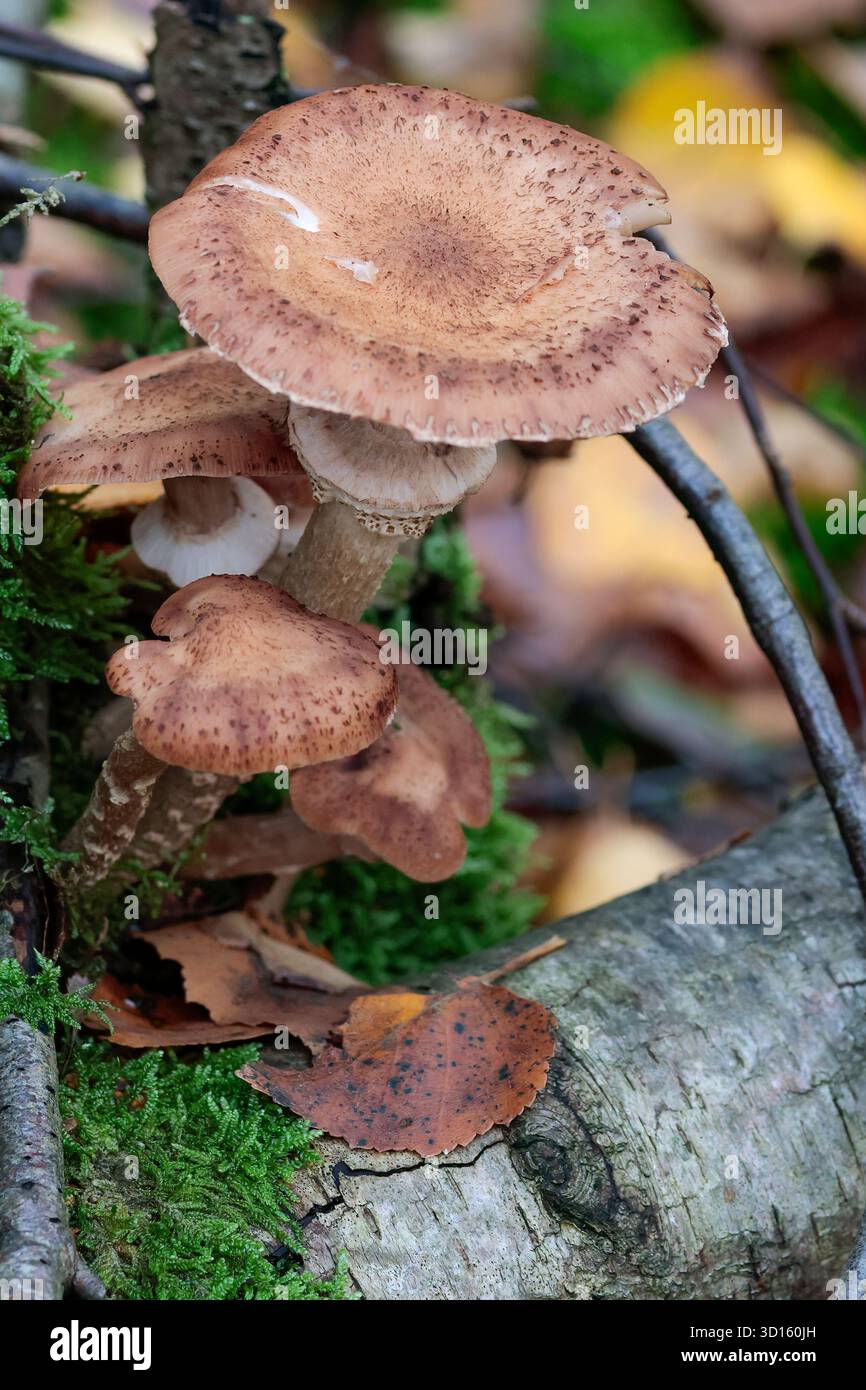 Pale or white collar on stalk hi-res stock photography and images - Alamy