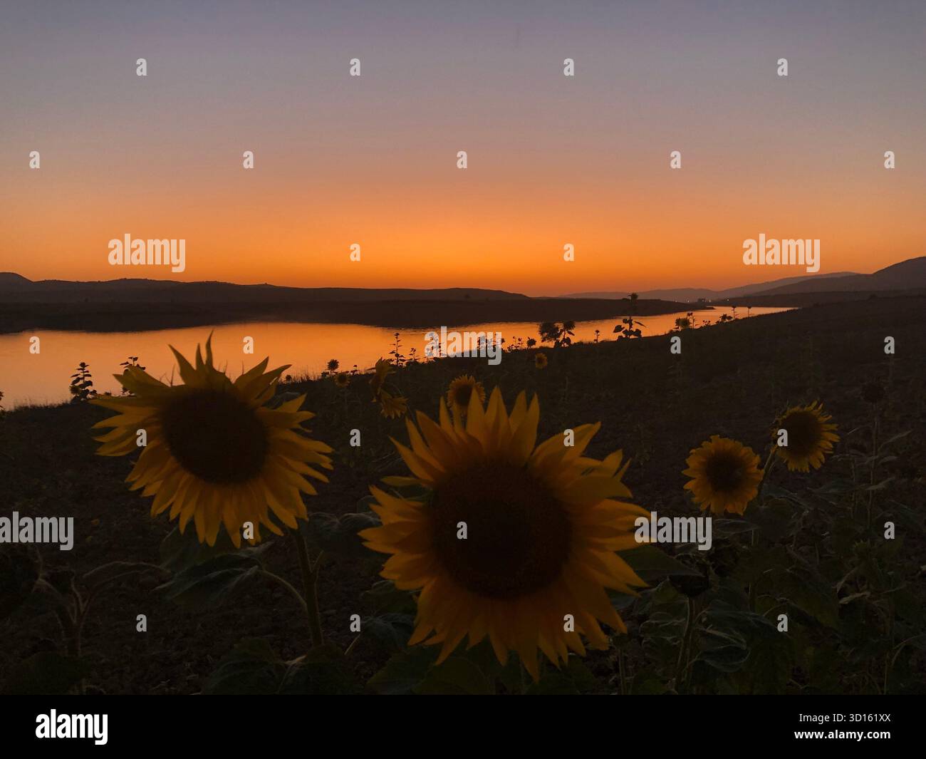Sunset silhouettes of sunflowers by a calm reservoir on Kalpush Plain ...