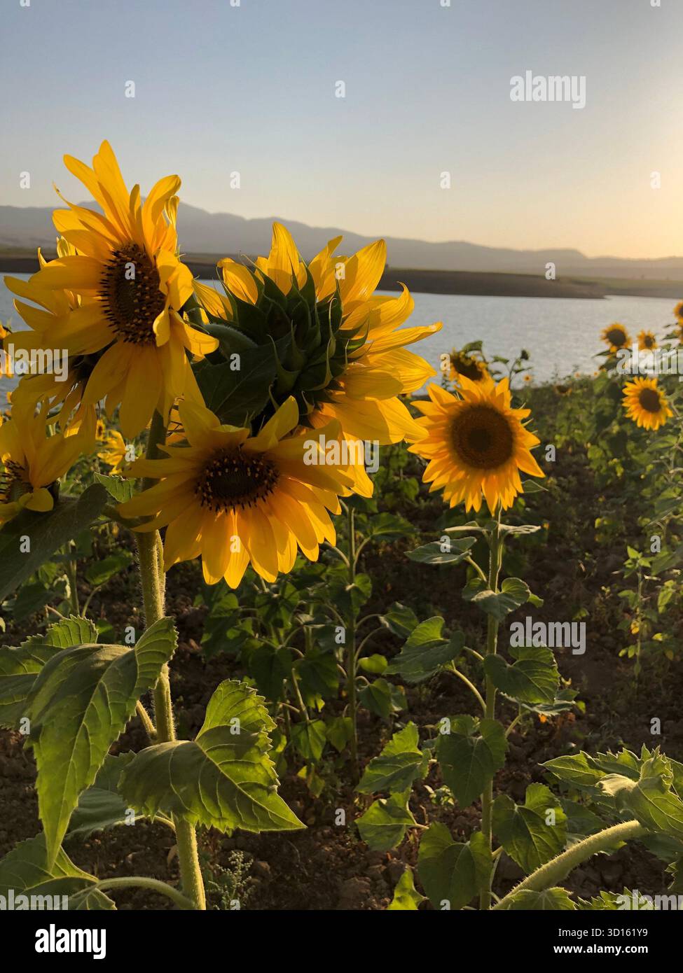 Side-lit sunflower cluster with lake and distant hills in view—summer ...