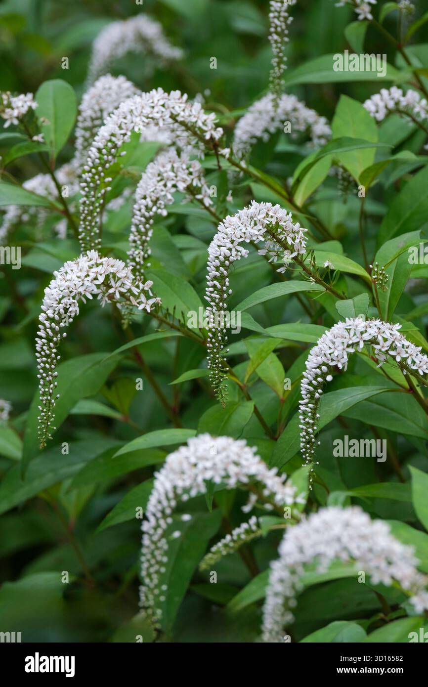 Lysimachia clethroides, gooseneck loosestrife, Slender terminal spikes ...