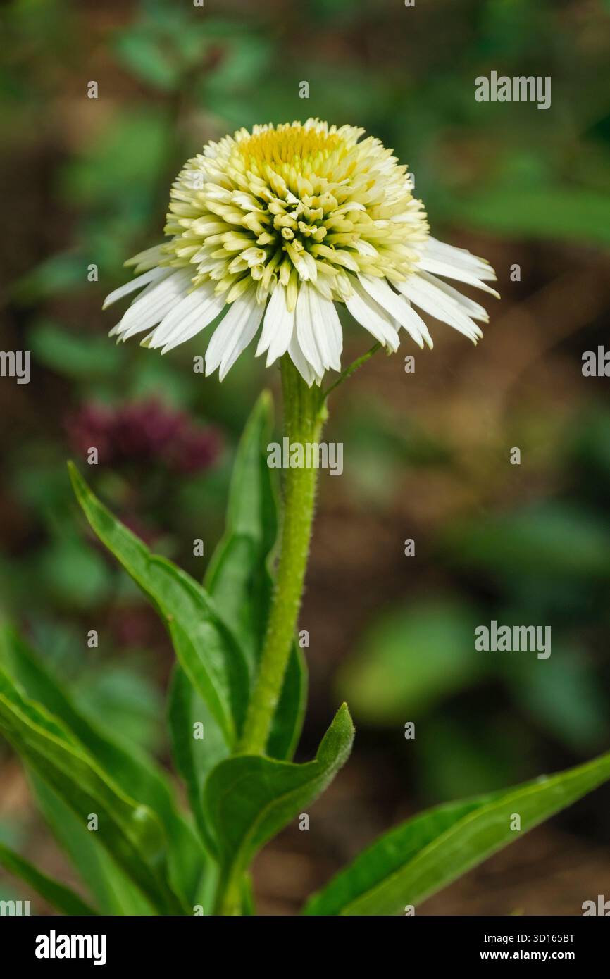 Echinacea purpurea delicious ice hi-res stock photography and images ...