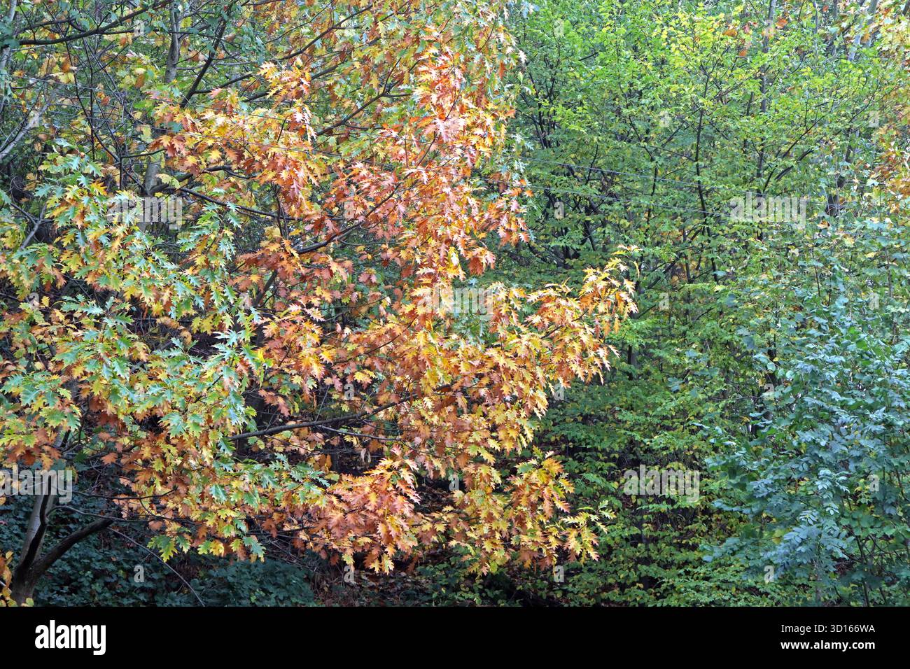 Baum des Jahres 2025 Das leuchtende Herbstlaub der Rot-Eiche aus ...