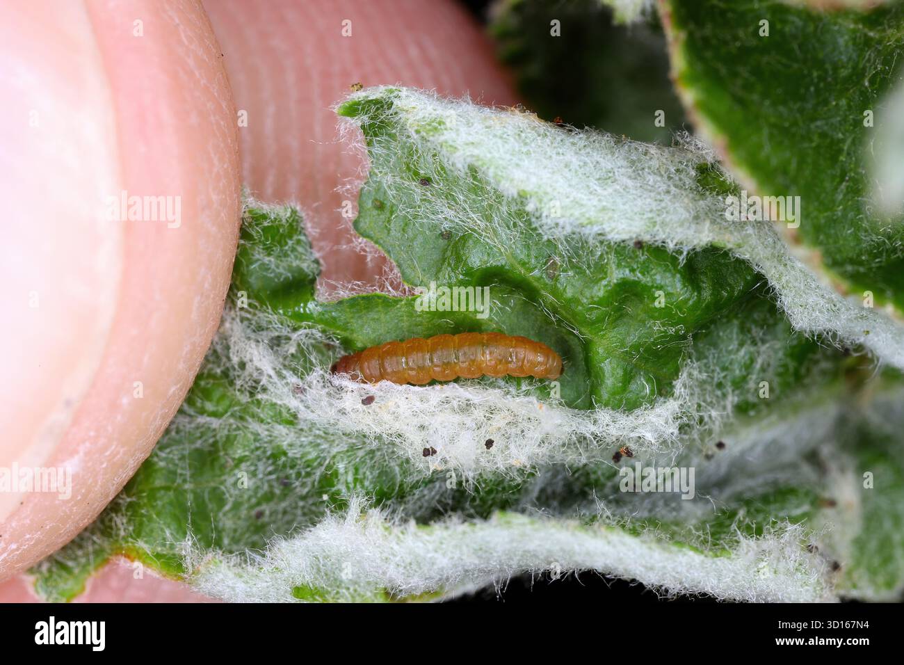 A caterpillar of Rose Tortrix Moth (Archips rosana) living in a rolled ...