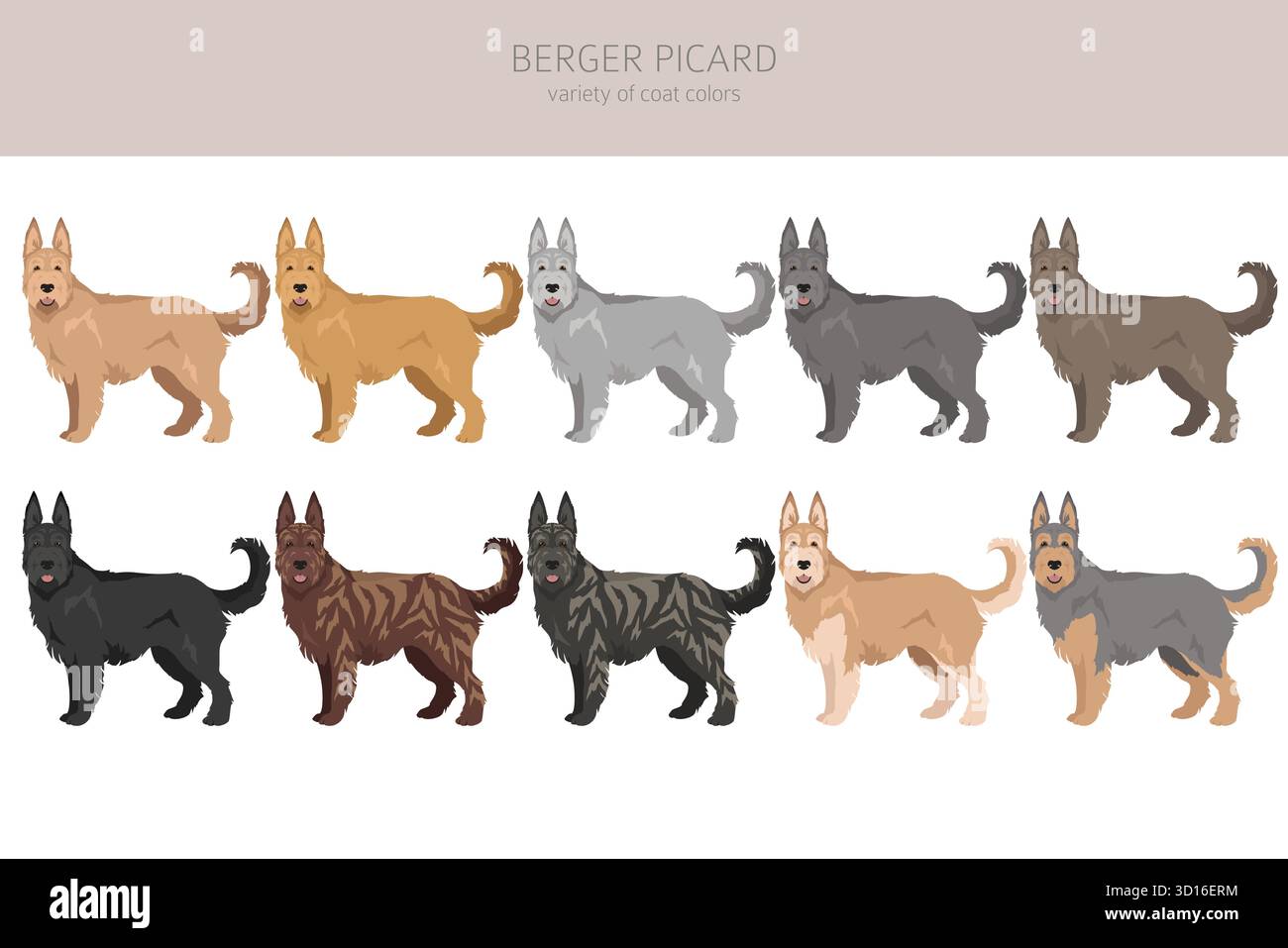Berger picard clipart. Different coat colors and poses set. Vector ...