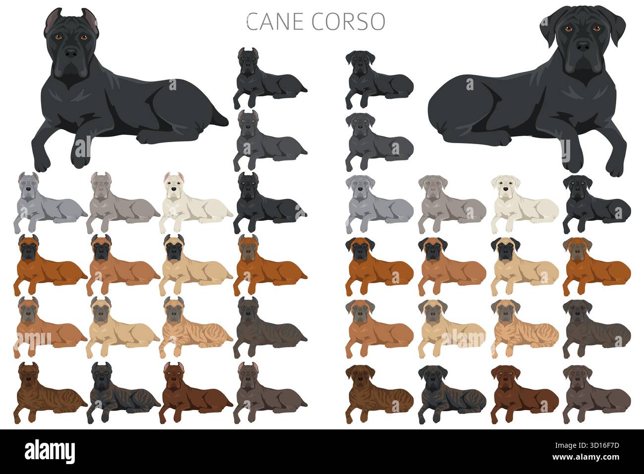 Cane corso dog clip art. Coat colors , infographics set. Vector ...