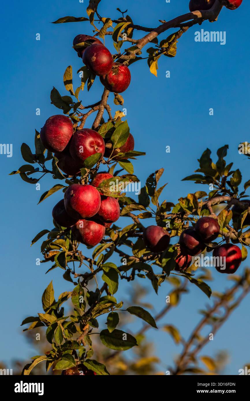 Mecosta country hi-res stock photography and images - Alamy